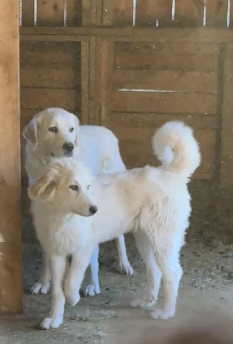 What is a Colorado Mountain Dog/Caspian Mountain Dog? — Colorado ...