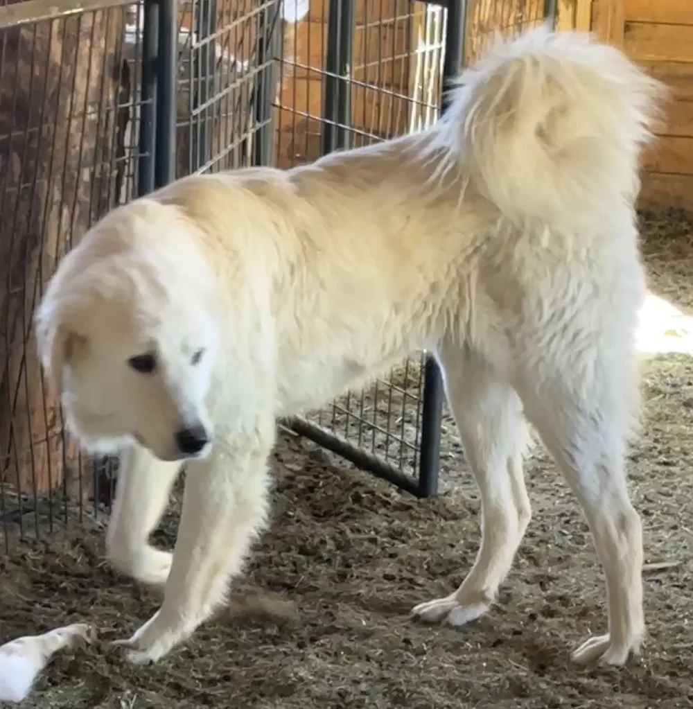 Available Adult Dogs — Colorado Mountain Dogs