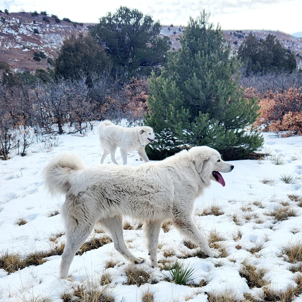 Available Adult Dogs — Colorado Mountain Dogs