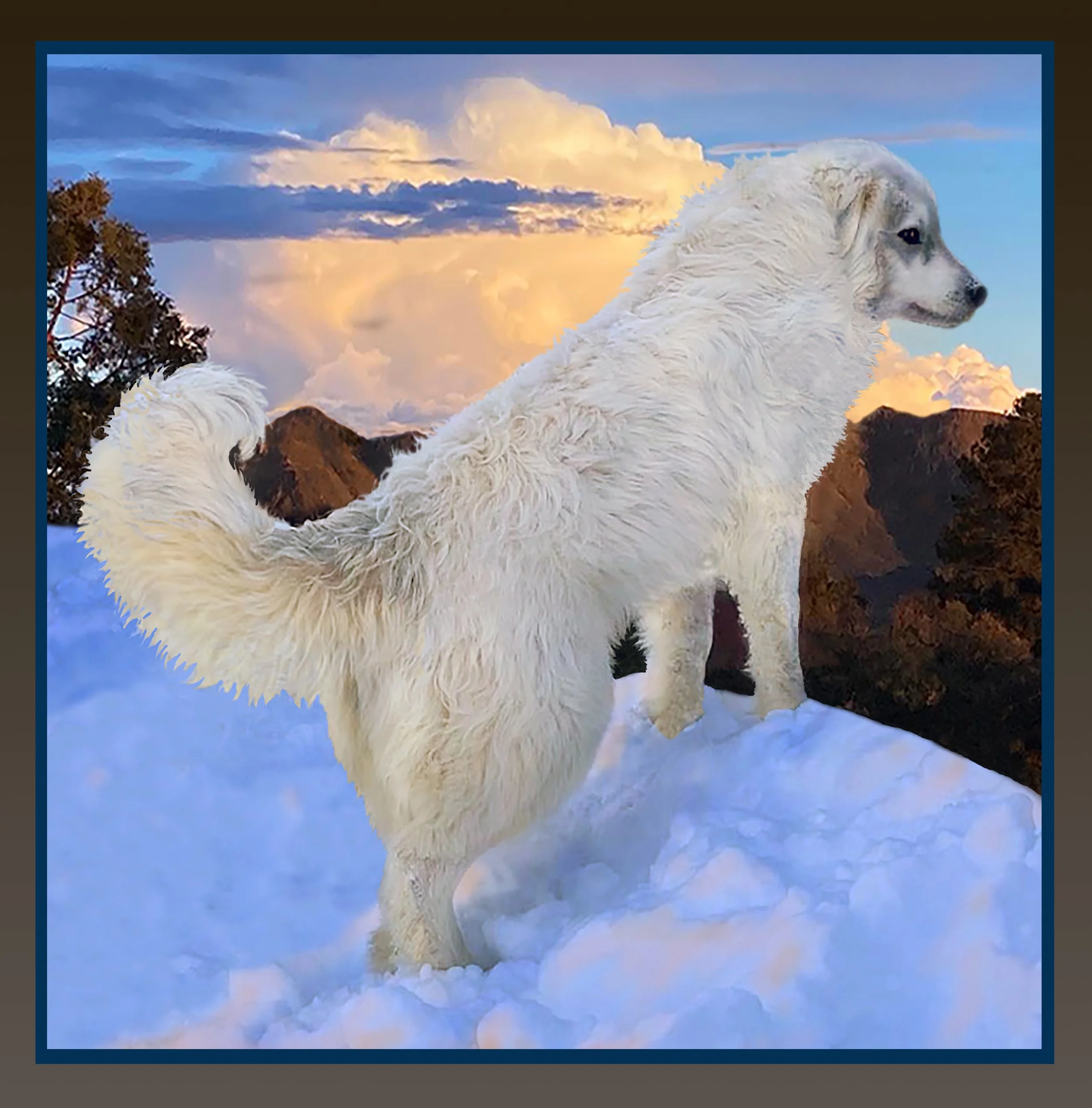 Colorado Mountain Dogs