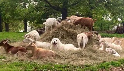 What is a Colorado Mountain Dog? — Colorado Mountain Dogs