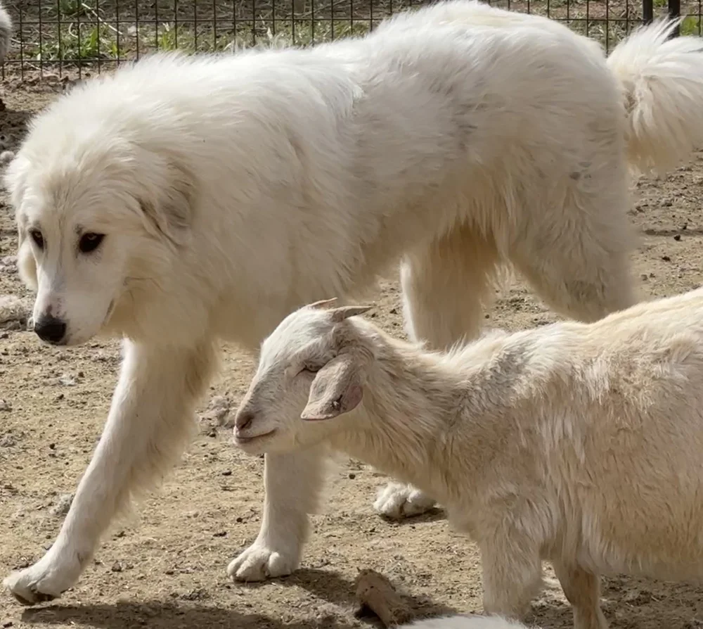 What is a Colorado Mountain Dog/Caspian Mountain Dog? — Colorado ...