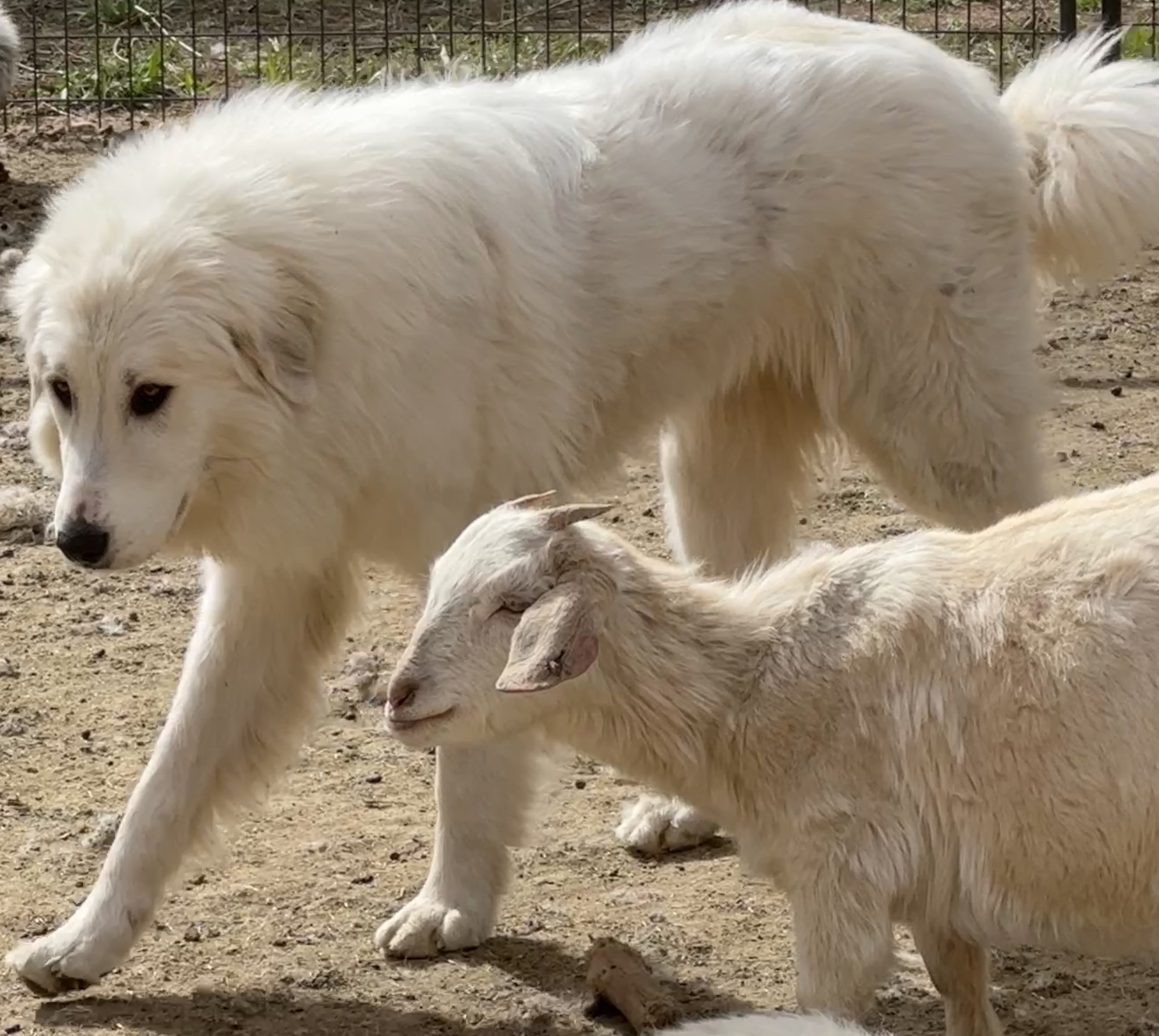 What is a Colorado Mountain Dog/Caspian Mountain Dog? — Colorado ...