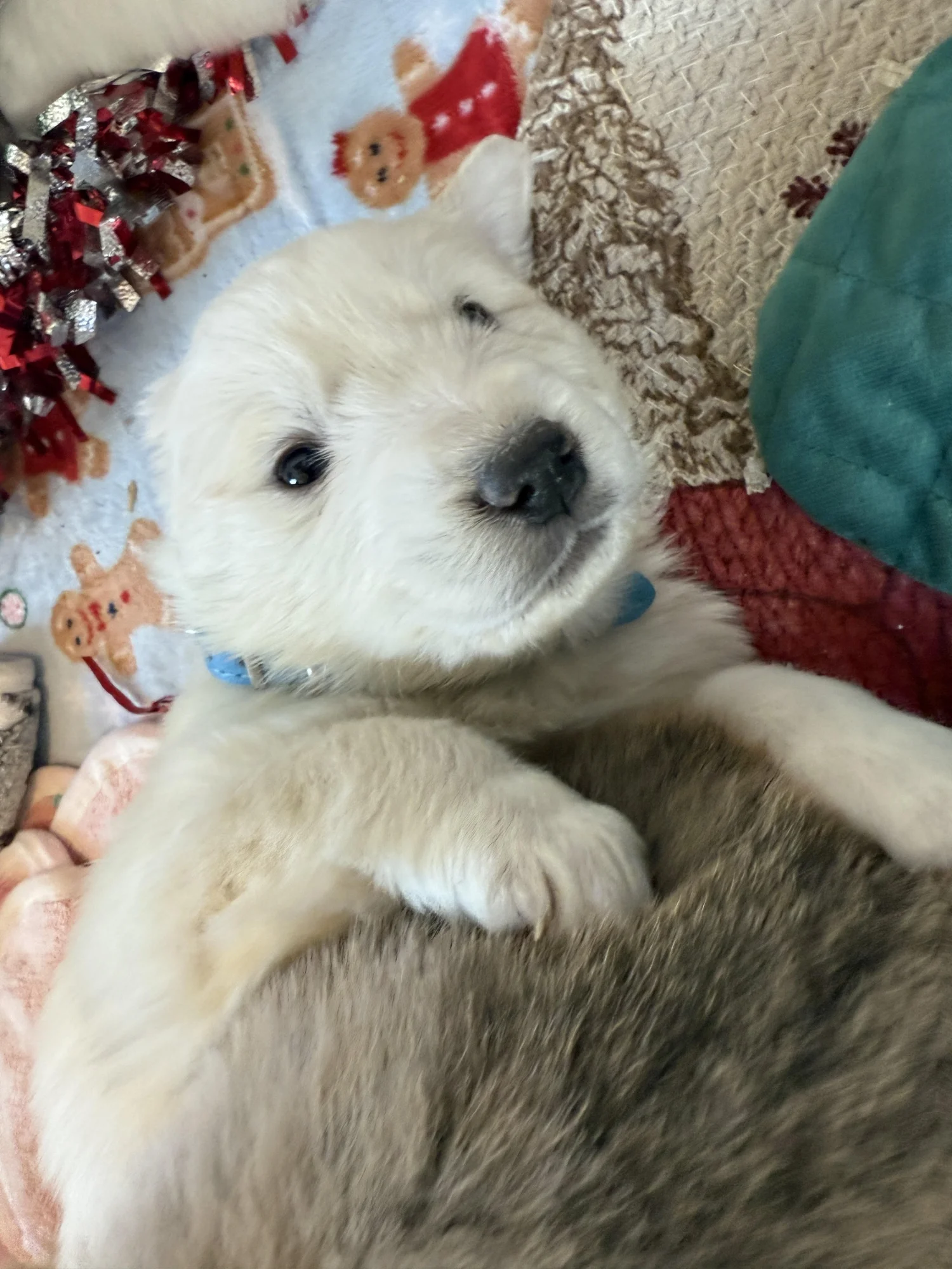 Available Pups — Colorado Mountain Dogs