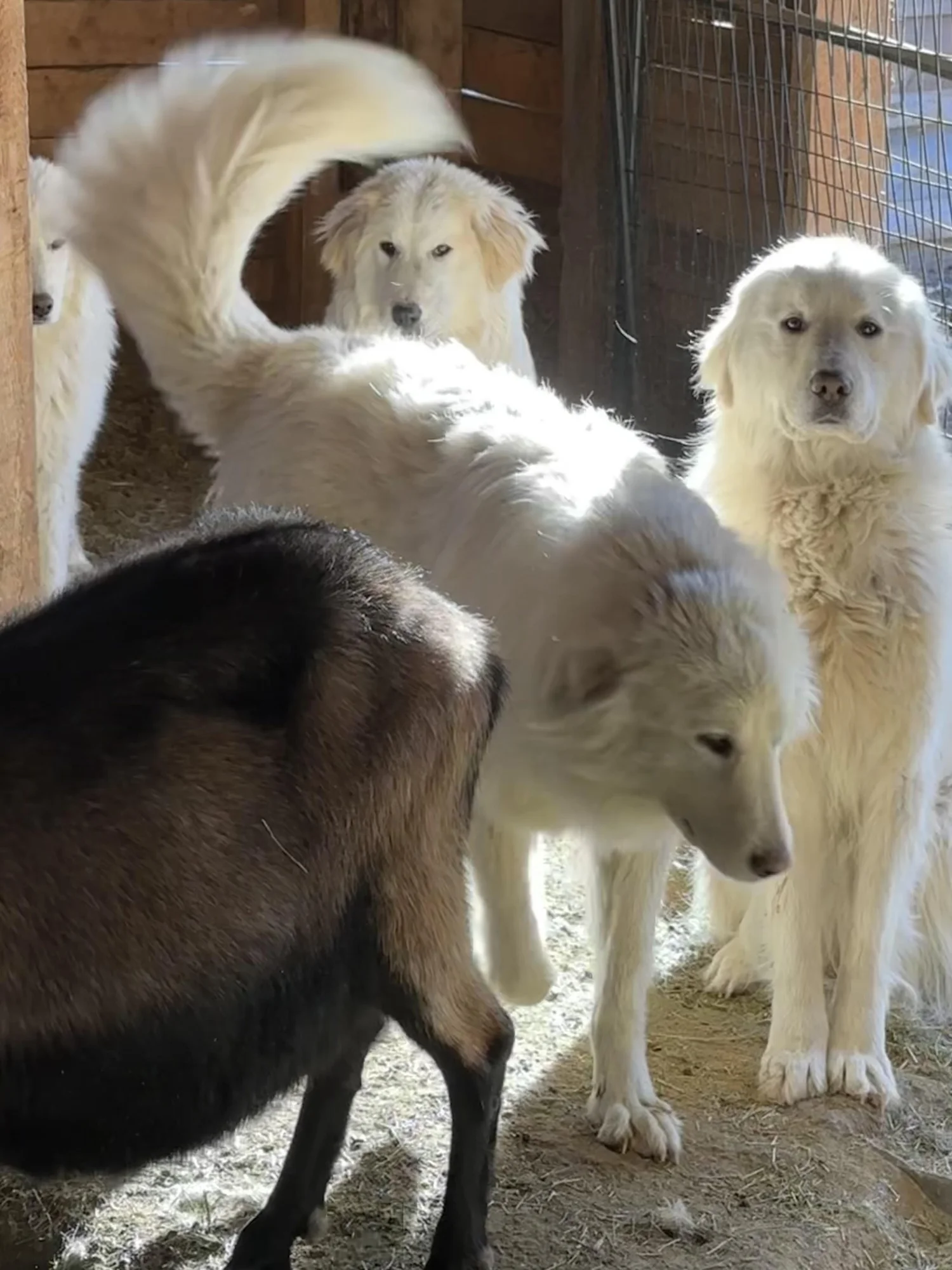 Available Pups — Colorado Mountain Dogs