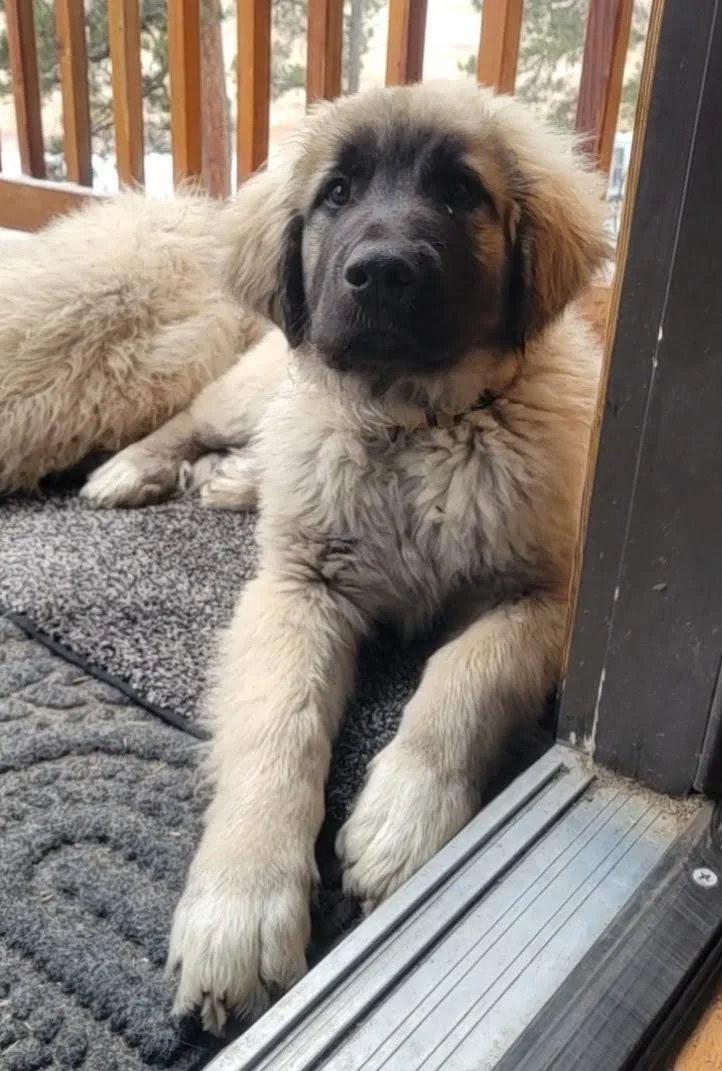 T23 — Colorado Mountain Dogs