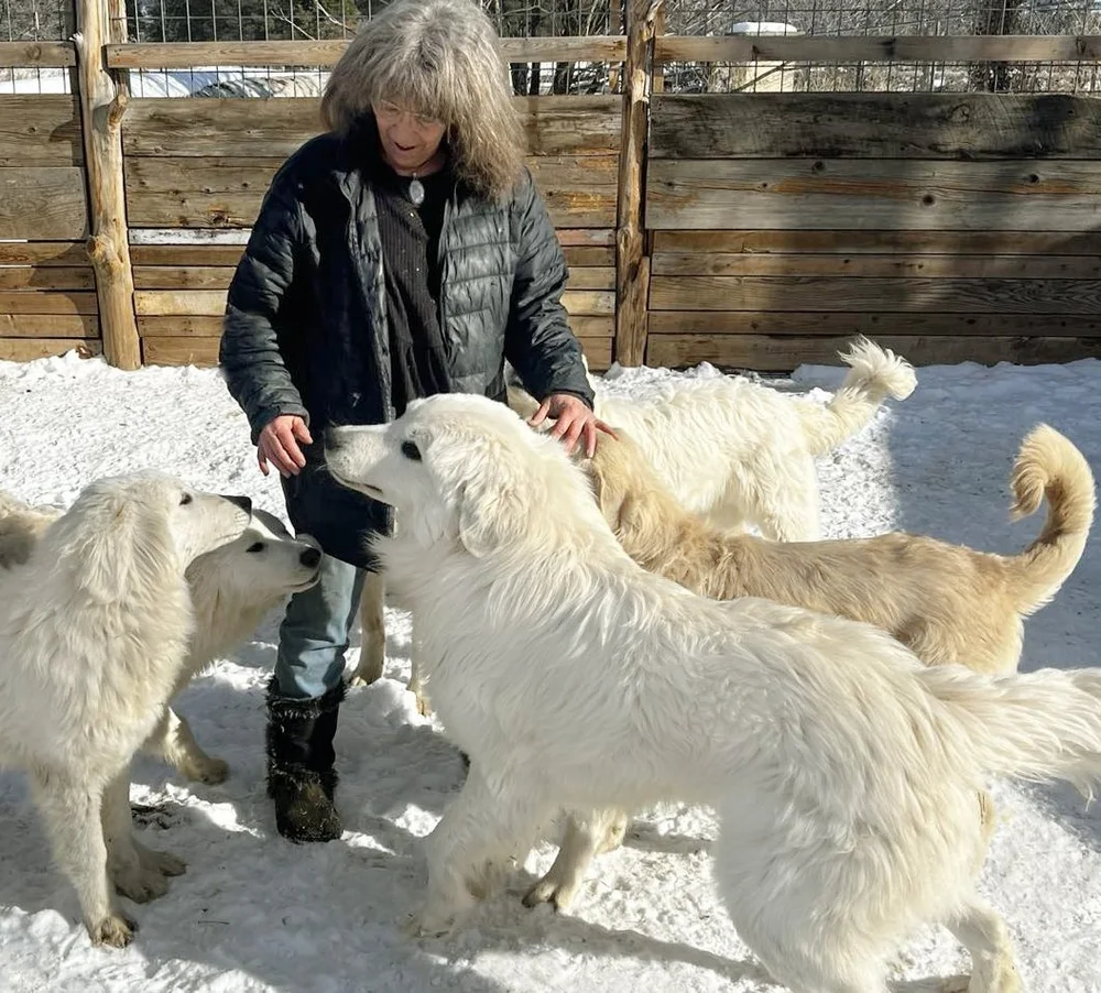 What is a Colorado Mountain Dog/Caspian Mountain Dog? — Colorado ...