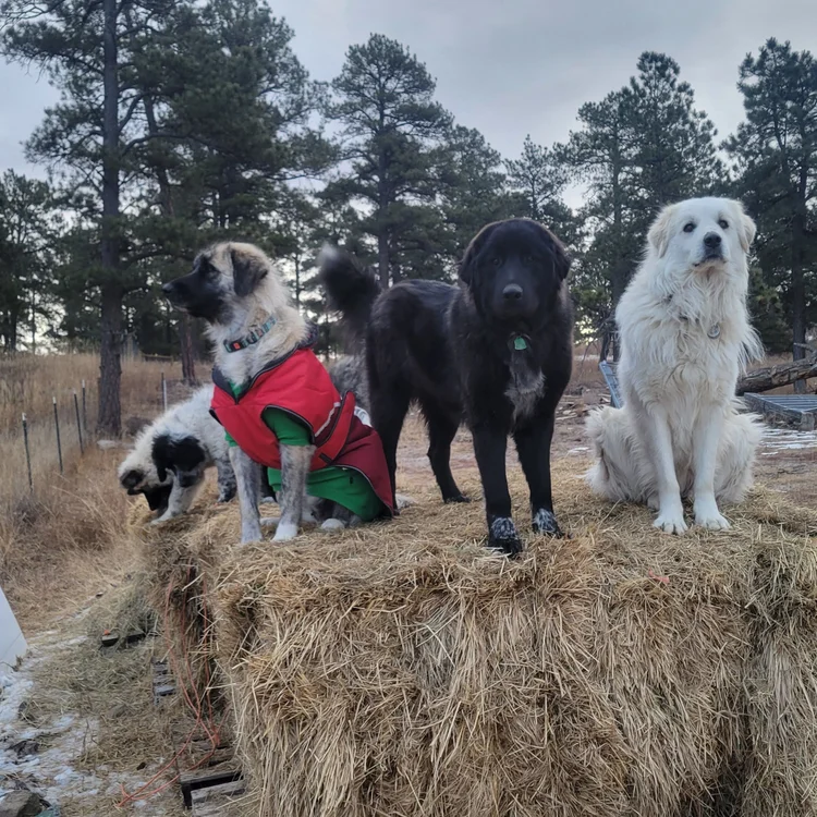T23 — Colorado Mountain Dogs