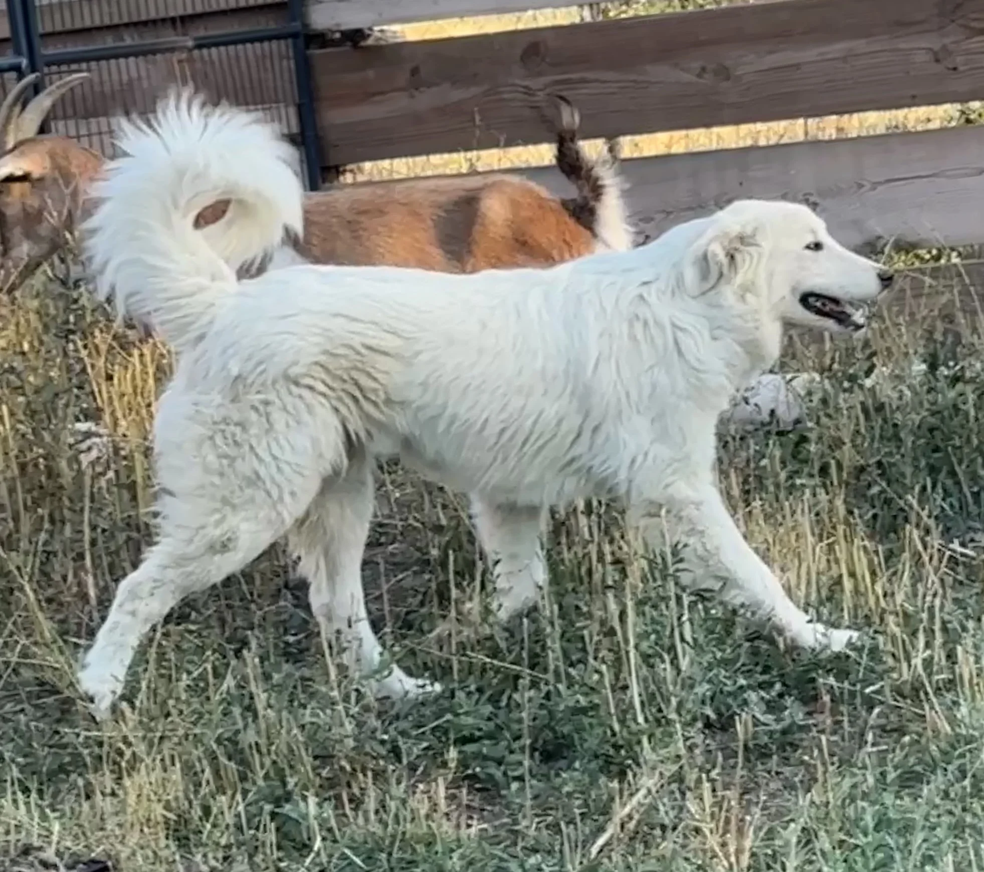 What is a Colorado Mountain Dog/Caspian Mountain Dog? — Colorado ...