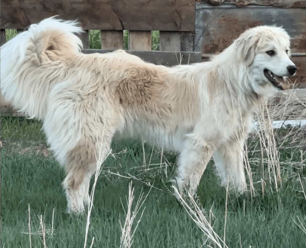 Breeding Dog Gallery — Colorado Mountain Dogs