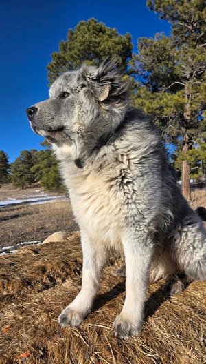T23 — Colorado Mountain Dogs
