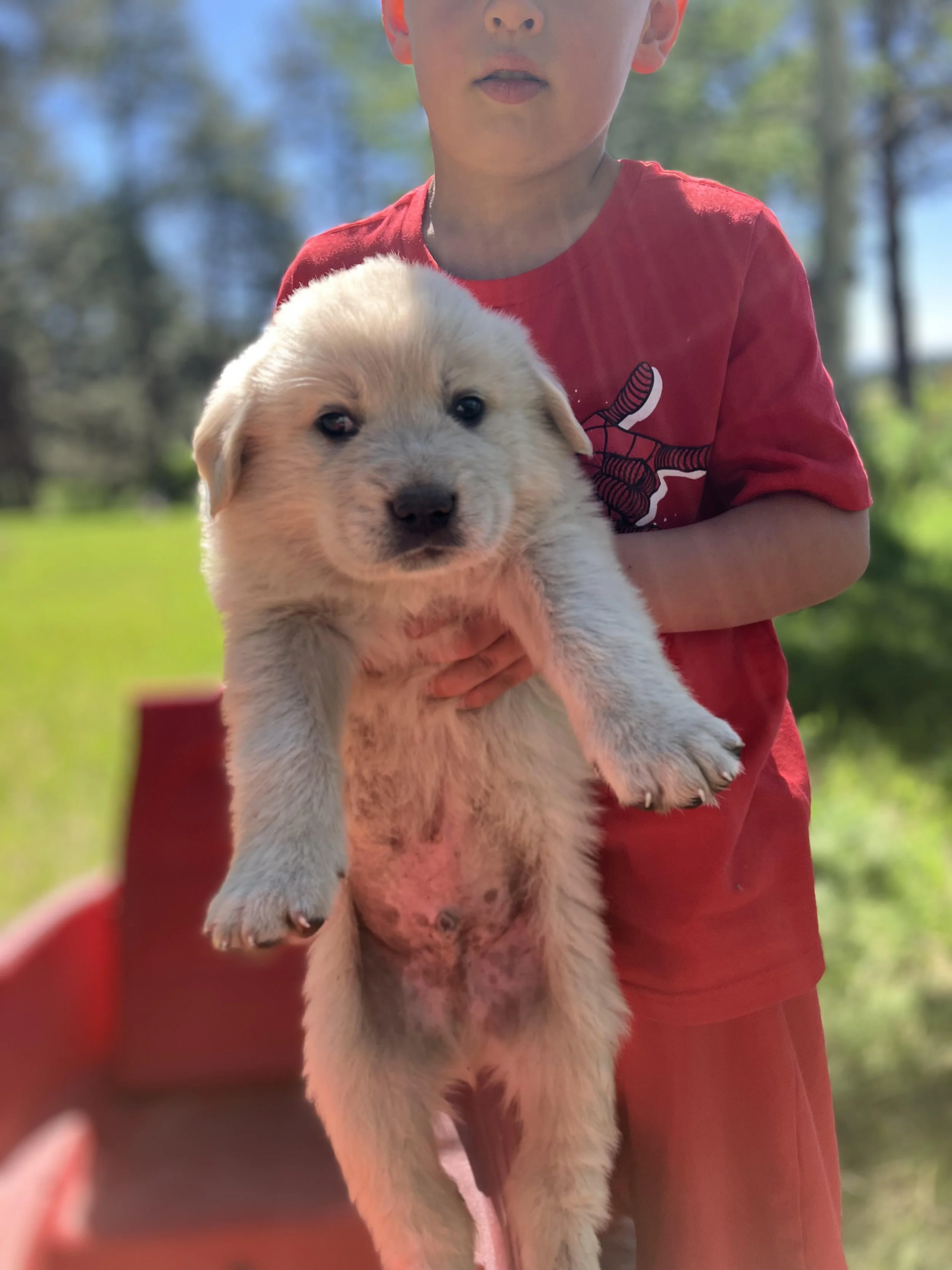 Available Pups — Colorado Mountain Dogs