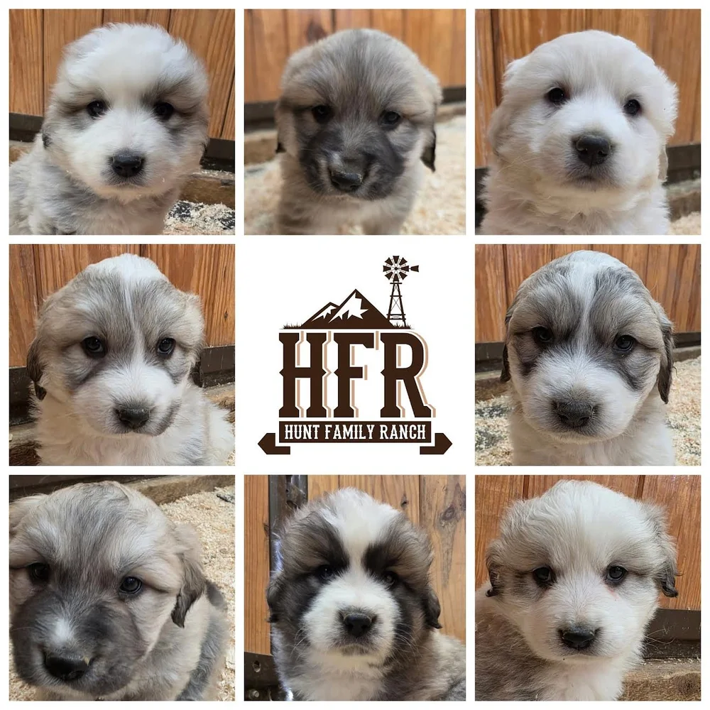 Available Pups — Colorado Mountain Dogs