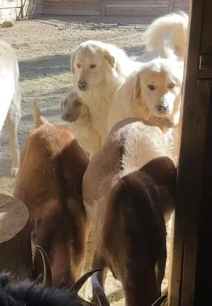 What is a Colorado Mountain Dog/Caspian Mountain Dog? — Colorado ...