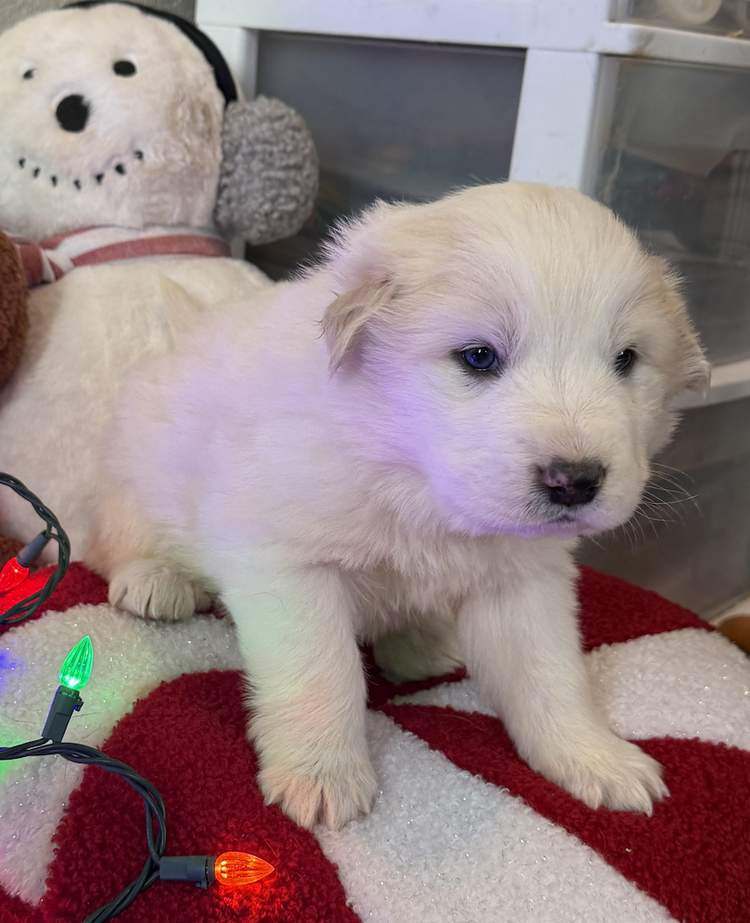 Available Pups — Colorado Mountain Dogs