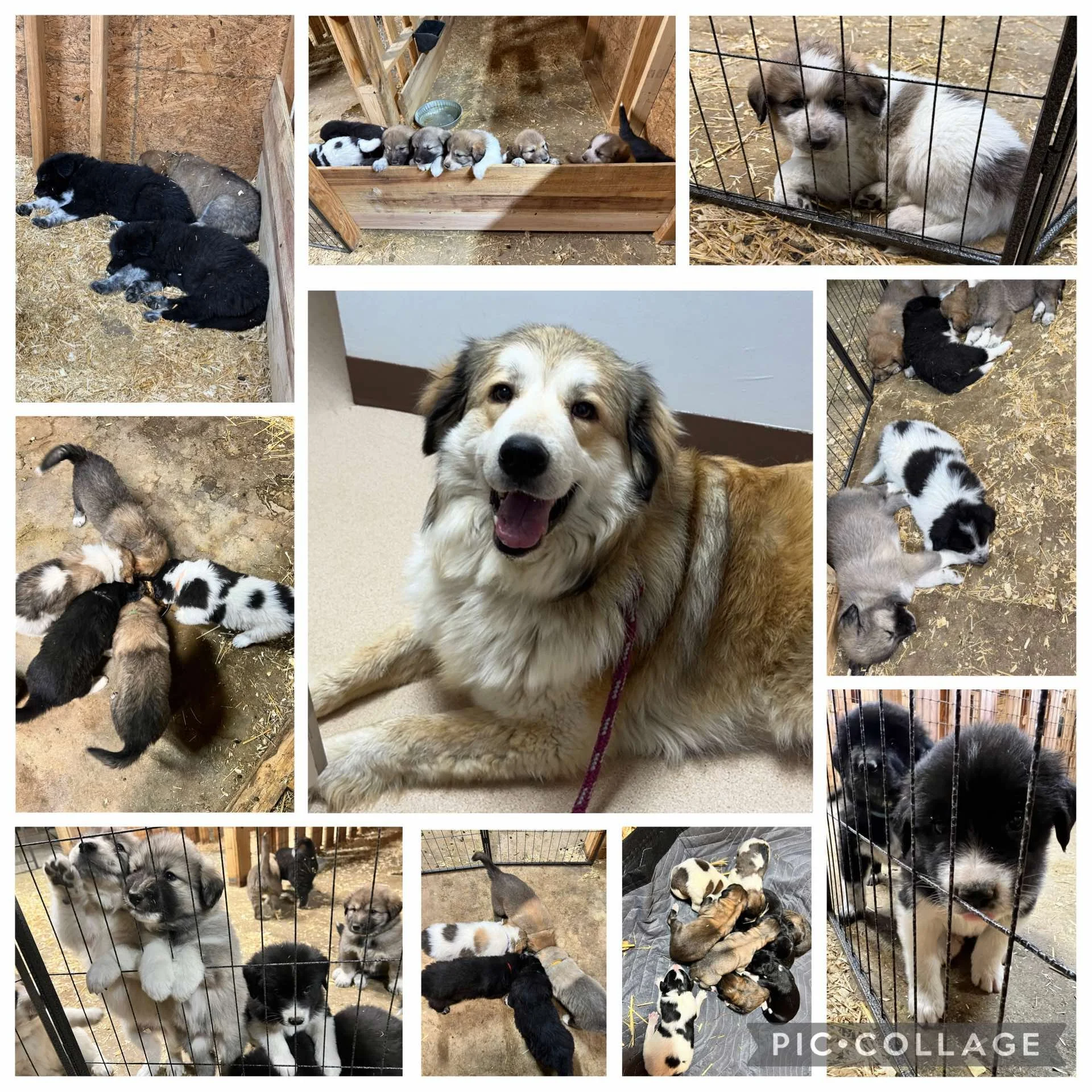 Available Pups — Colorado Mountain Dogs