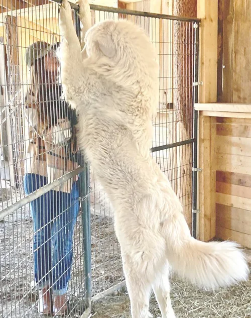 What is a Colorado Mountain Dog/Caspian Mountain Dog? — Colorado ...