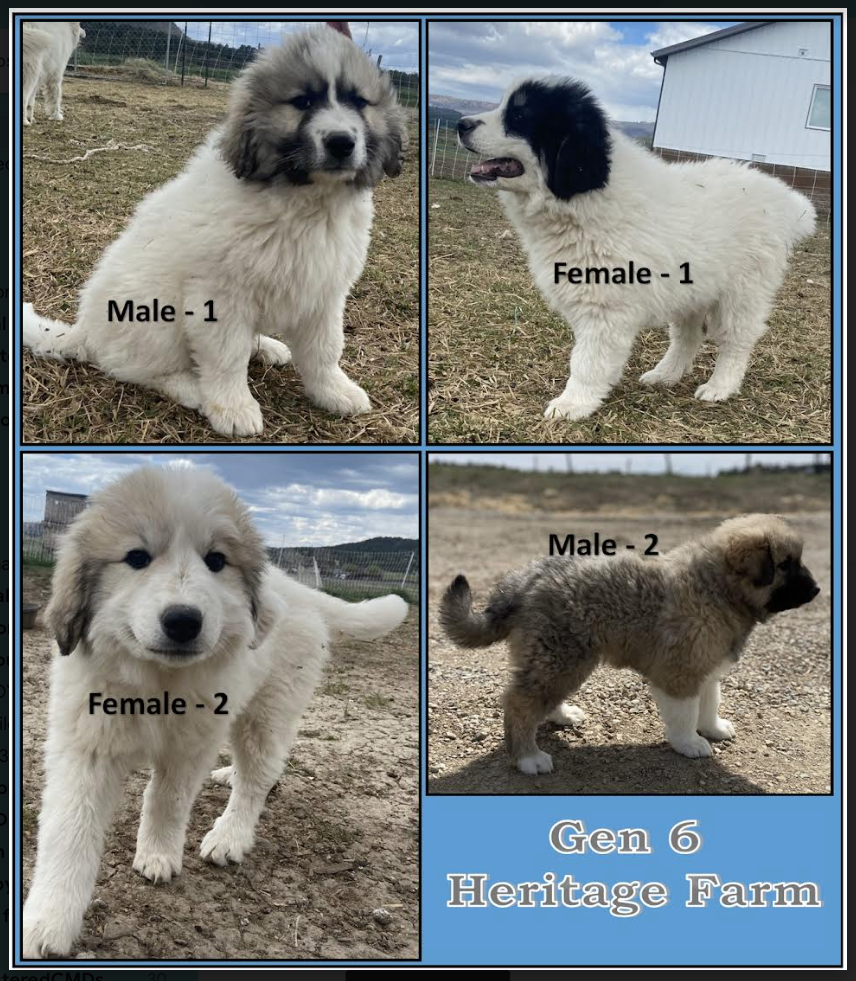 Available Pups — Colorado Mountain Dogs