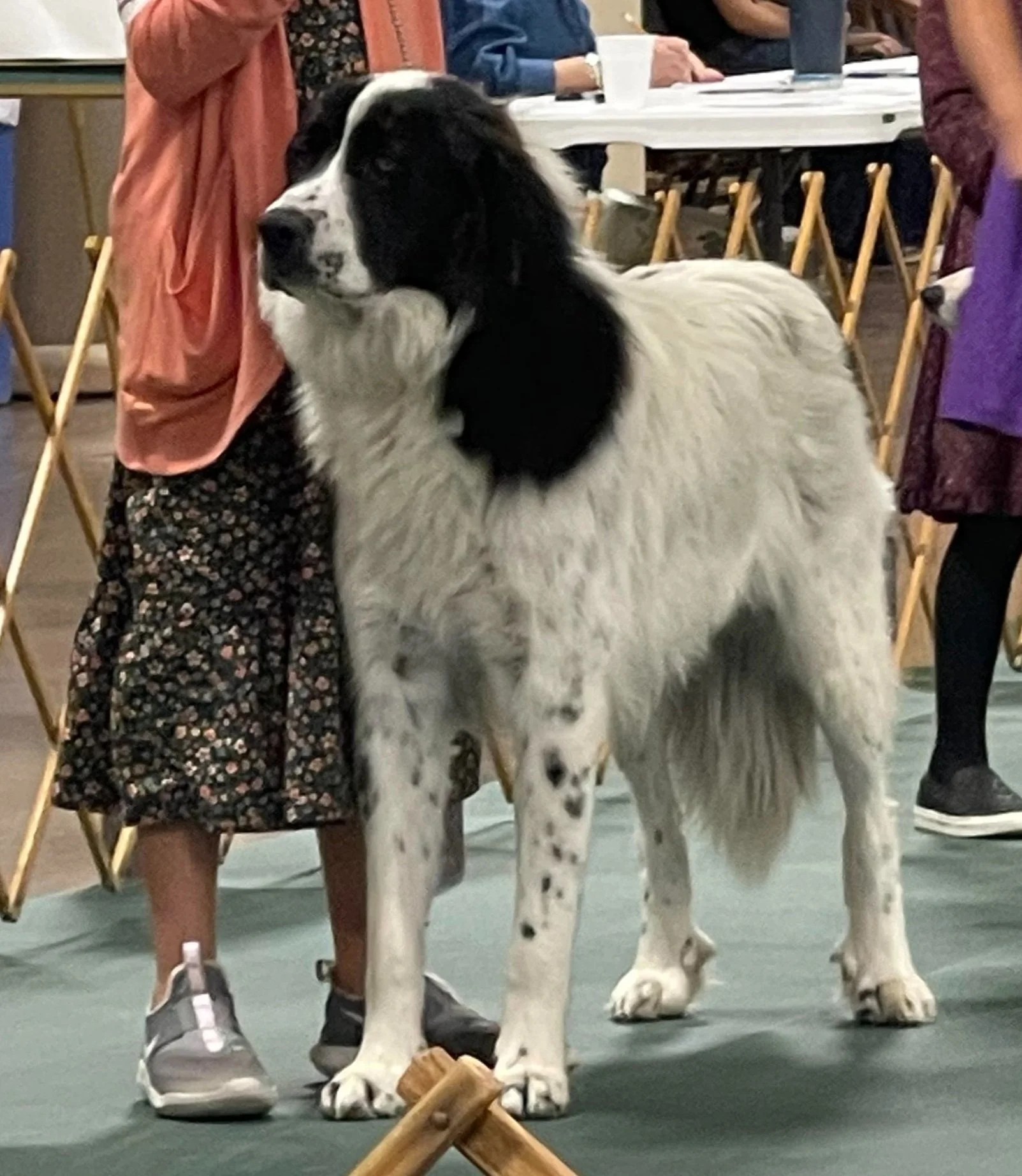 Available Adult Dogs — Colorado Mountain Dogs