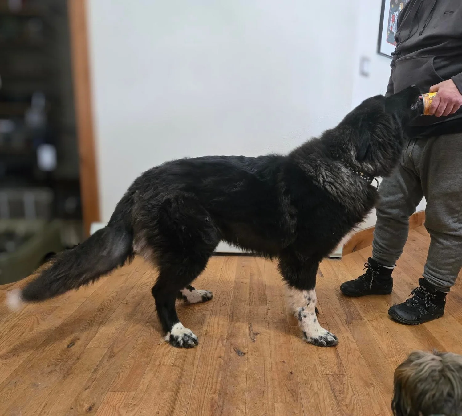 T23 — Colorado Mountain Dogs