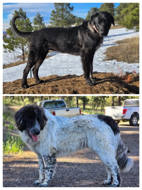 Available Pups — Colorado Mountain Dogs