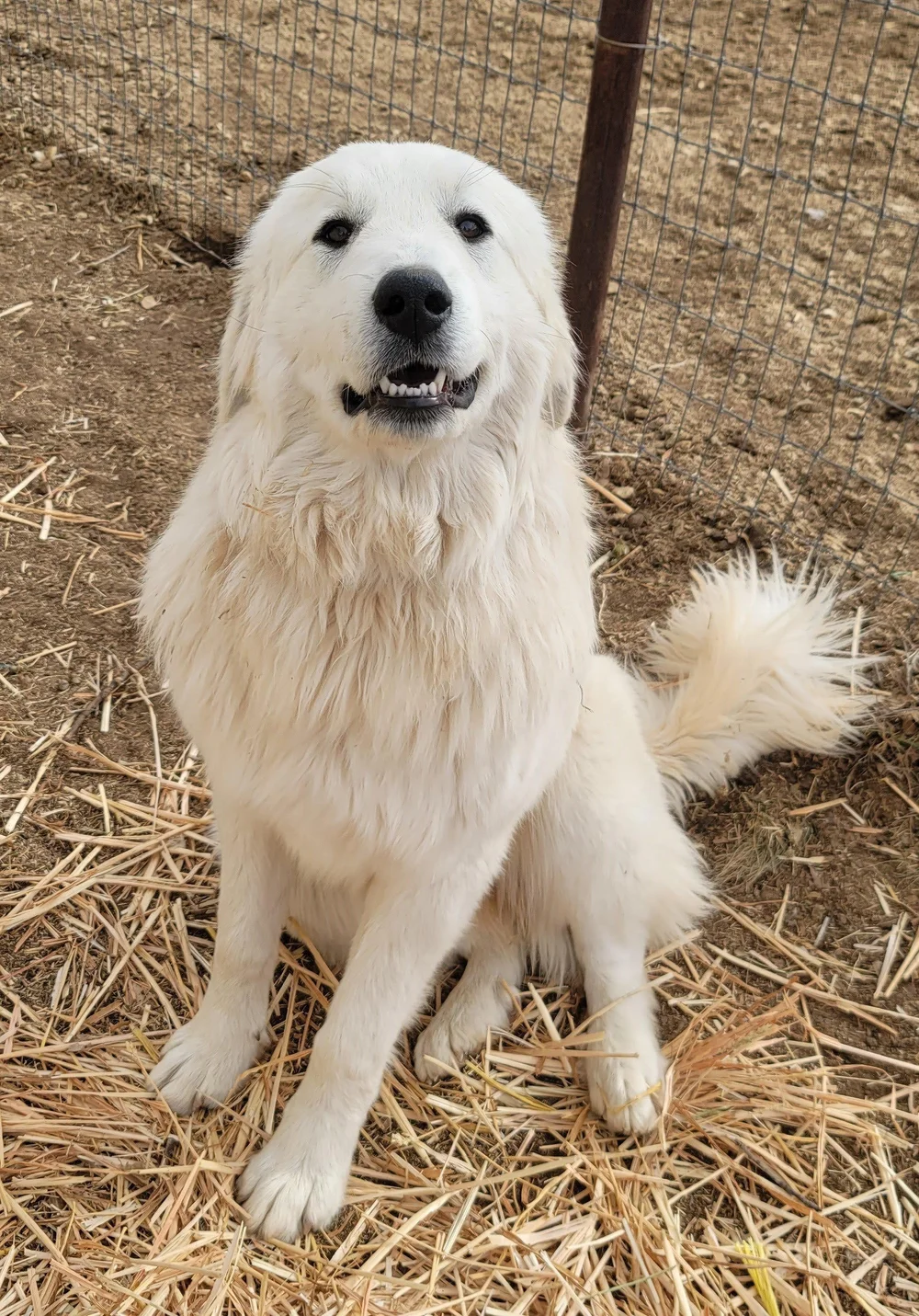 Available Adult Dogs — Colorado Mountain Dogs