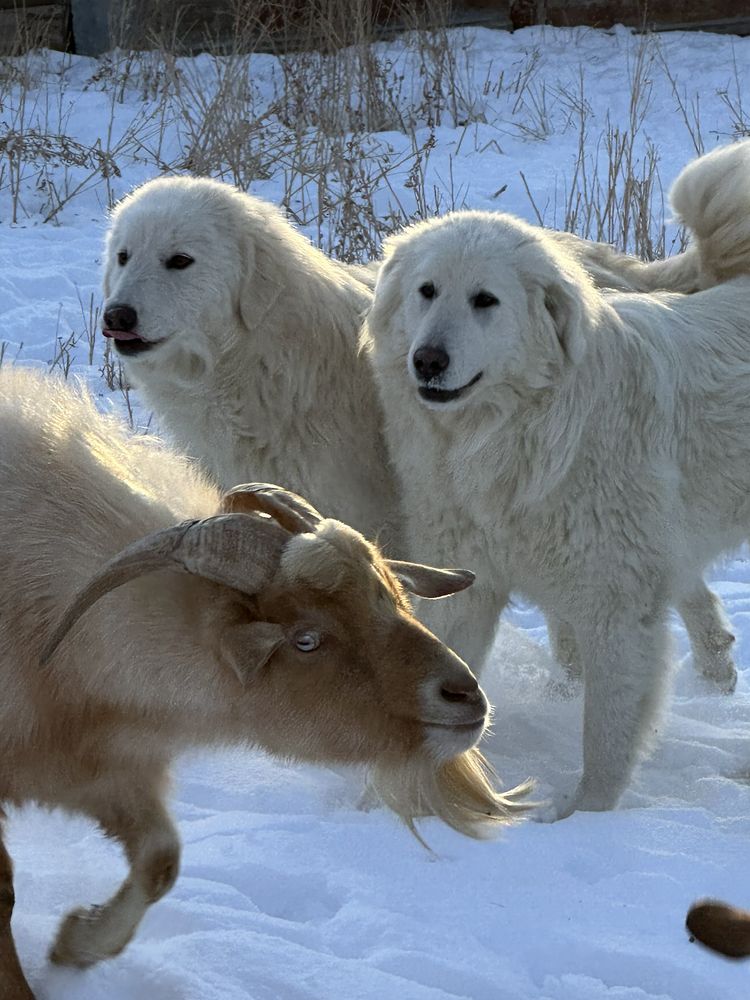 Available Pups — Colorado Mountain Dogs