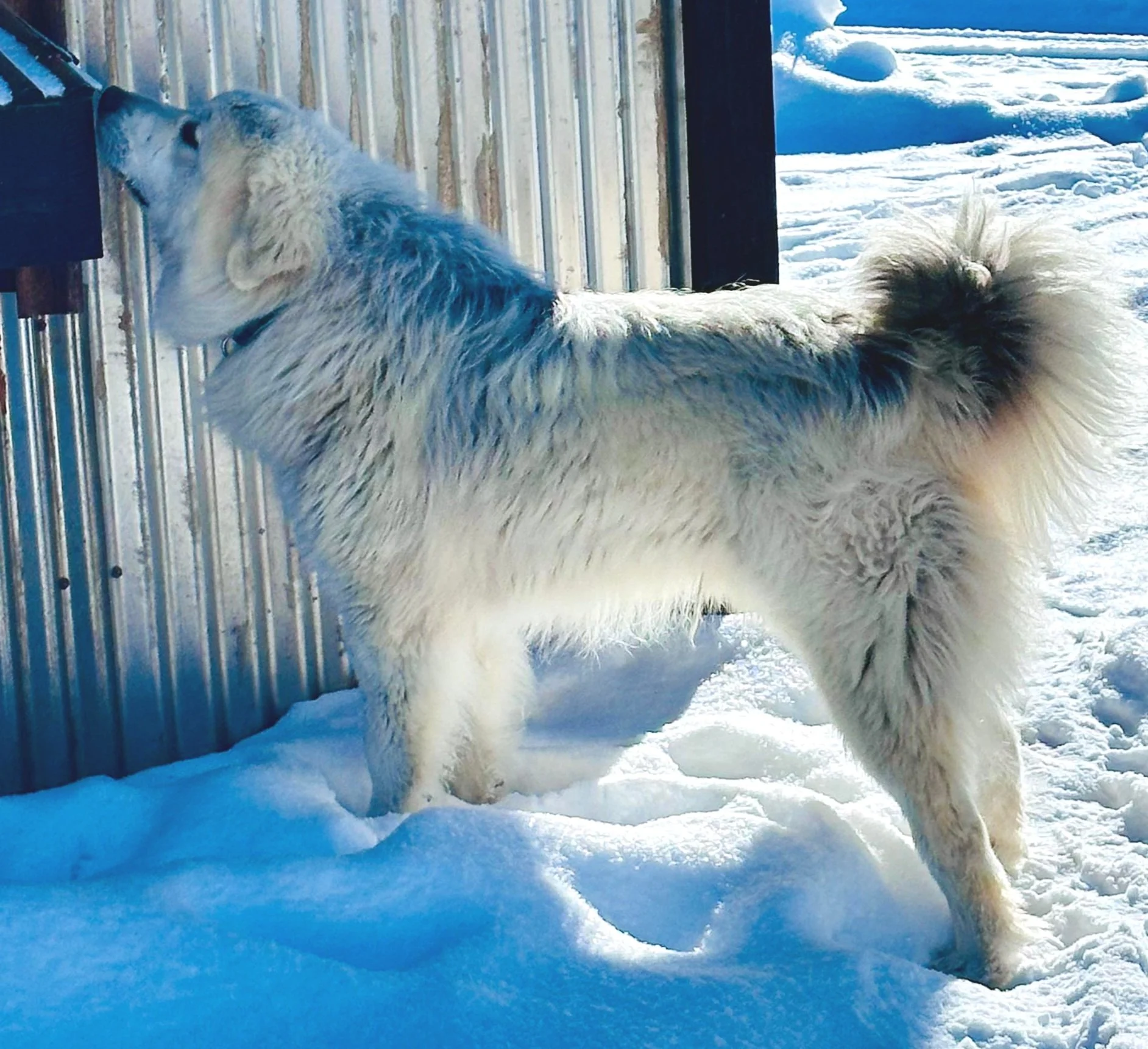Breeding Dog Gallery — Colorado Mountain Dogs