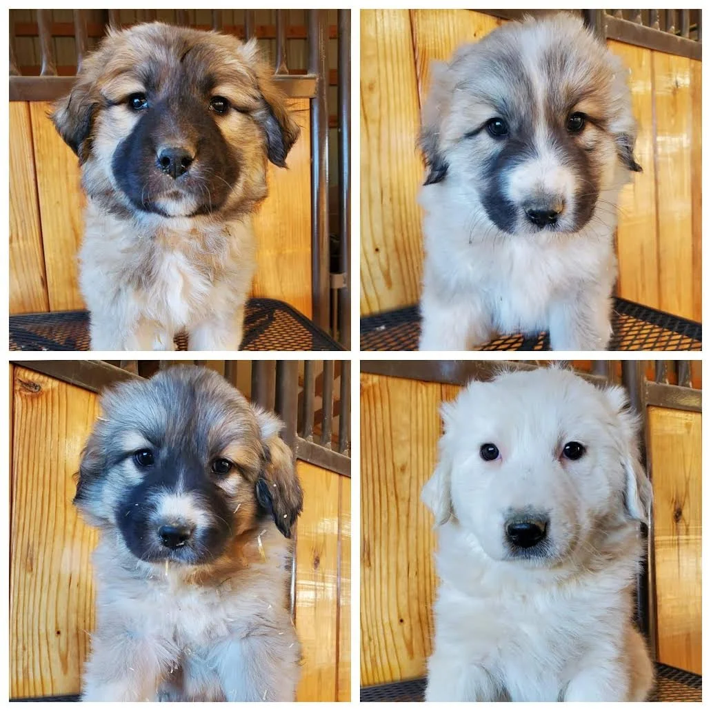 Available Pups — Colorado Mountain Dogs