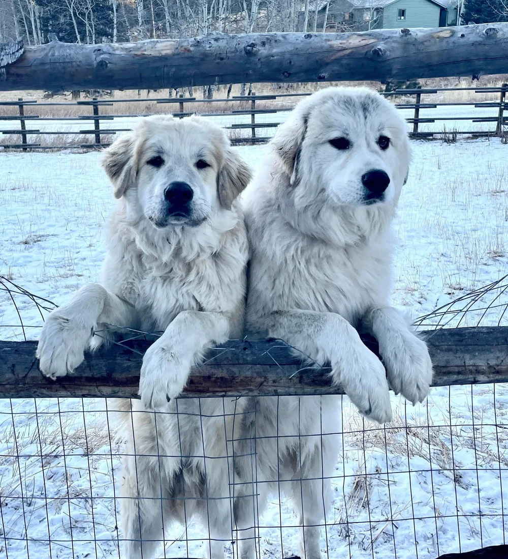 Available Adult Dogs — Colorado Mountain Dogs