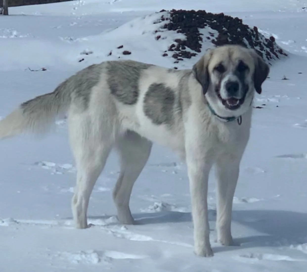 Available Adult Dogs — Colorado Mountain Dogs