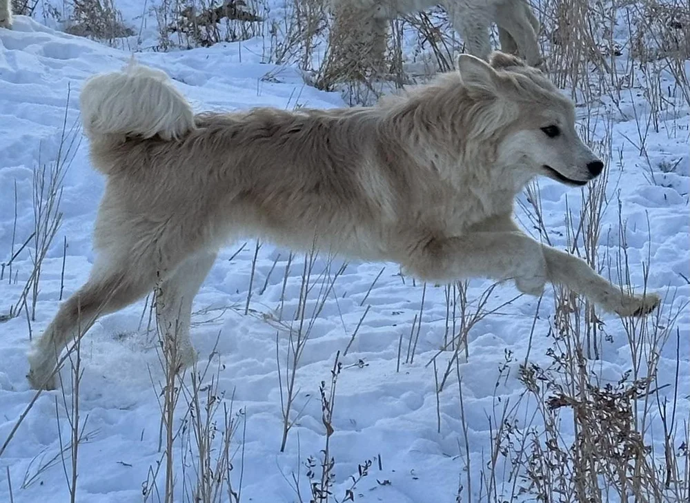 What is a Colorado Mountain Dog/Caspian Mountain Dog? — Colorado ...