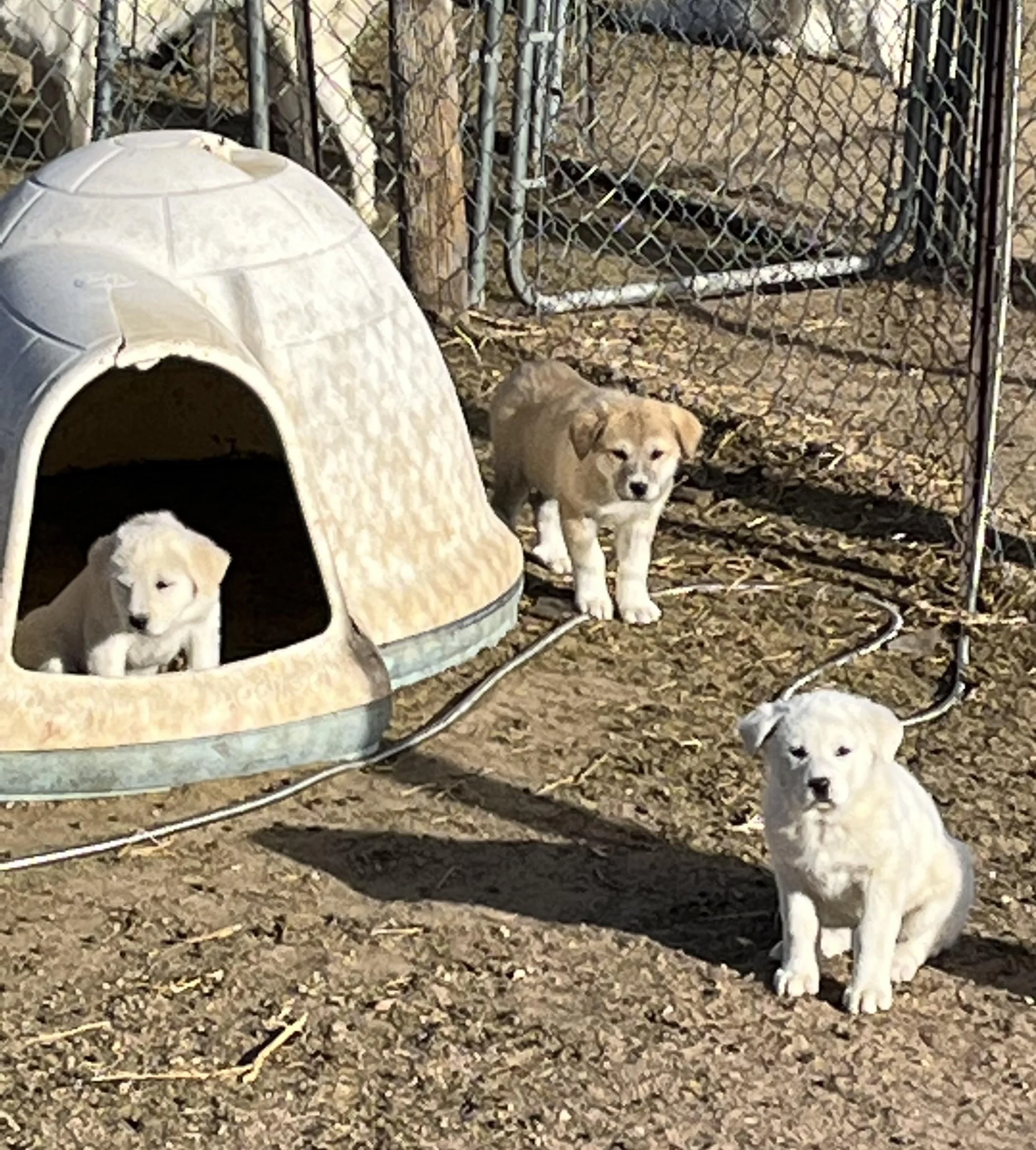 Available Pups — Colorado Mountain Dogs