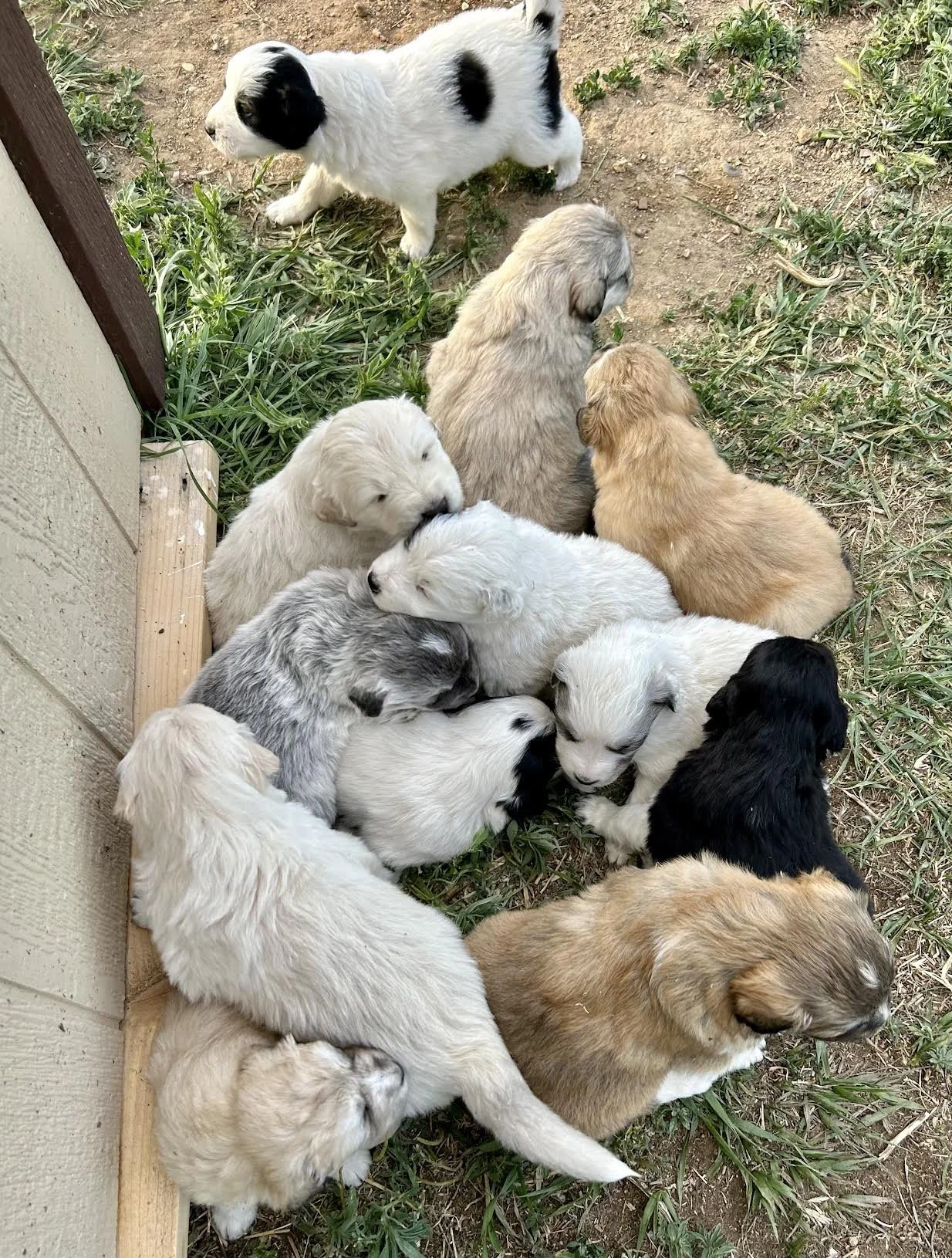 Available Pups — Colorado Mountain Dogs