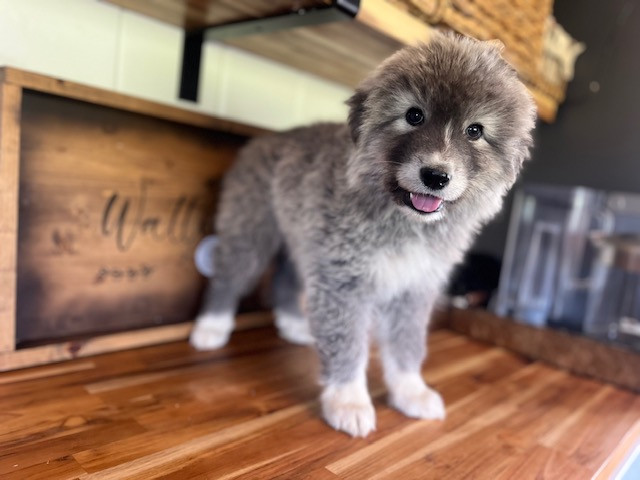 Available Pups — Colorado Mountain Dogs