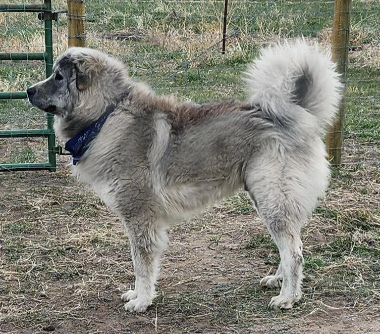 CMD Standing Studs — Colorado Mountain Dogs