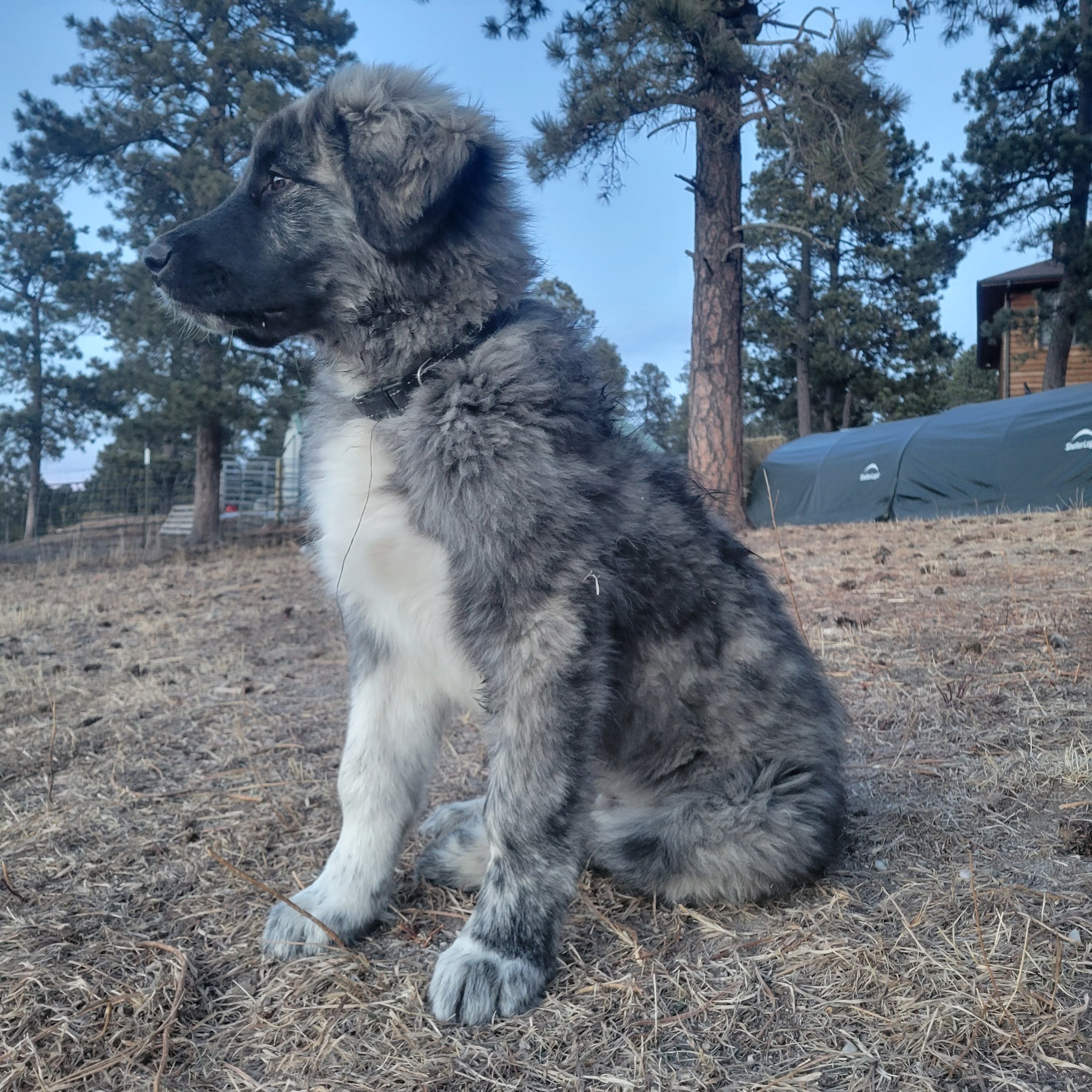 T23 — Colorado Mountain Dogs