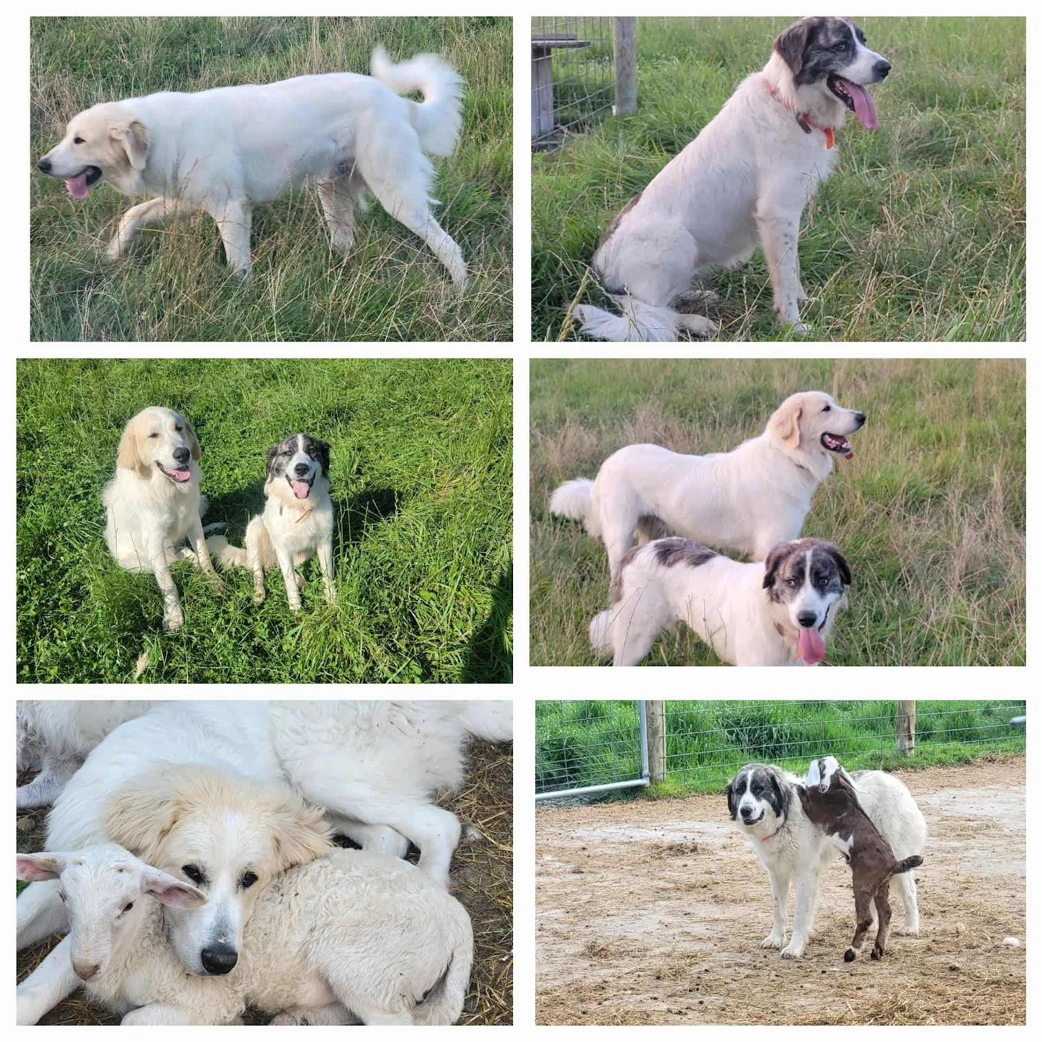 Available Pups — Colorado Mountain Dogs