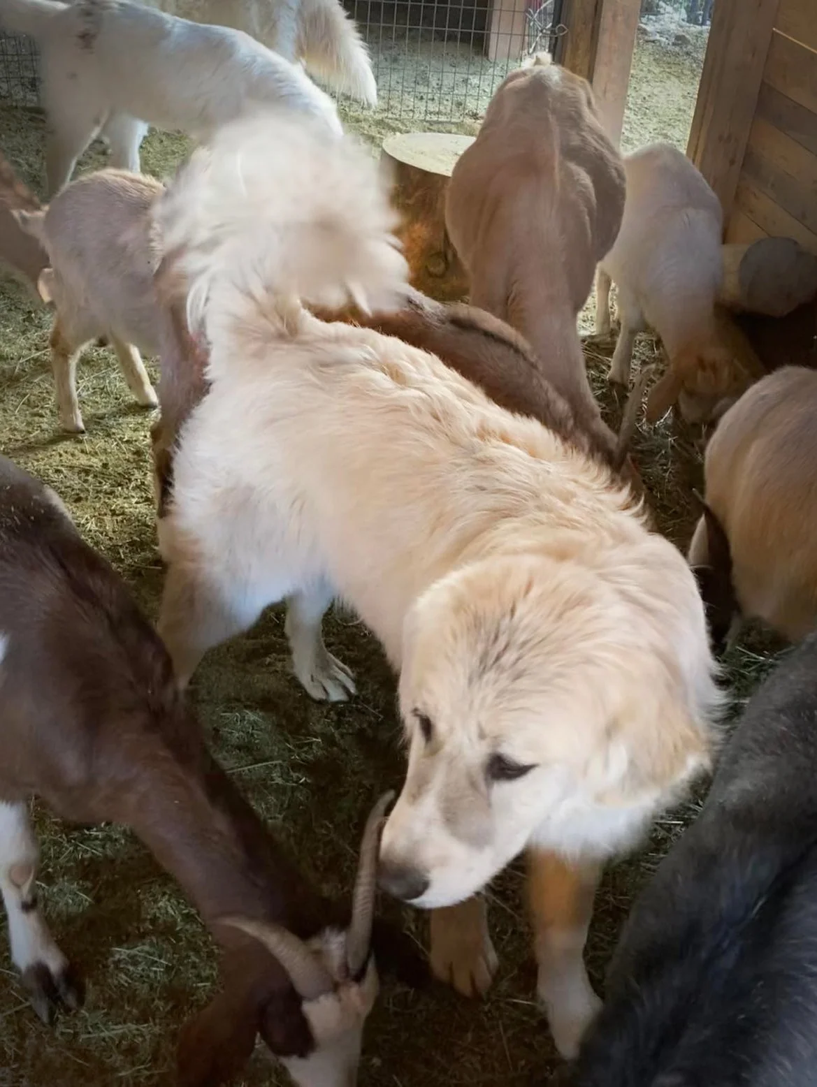CMD Standing Studs — Colorado Mountain Dogs