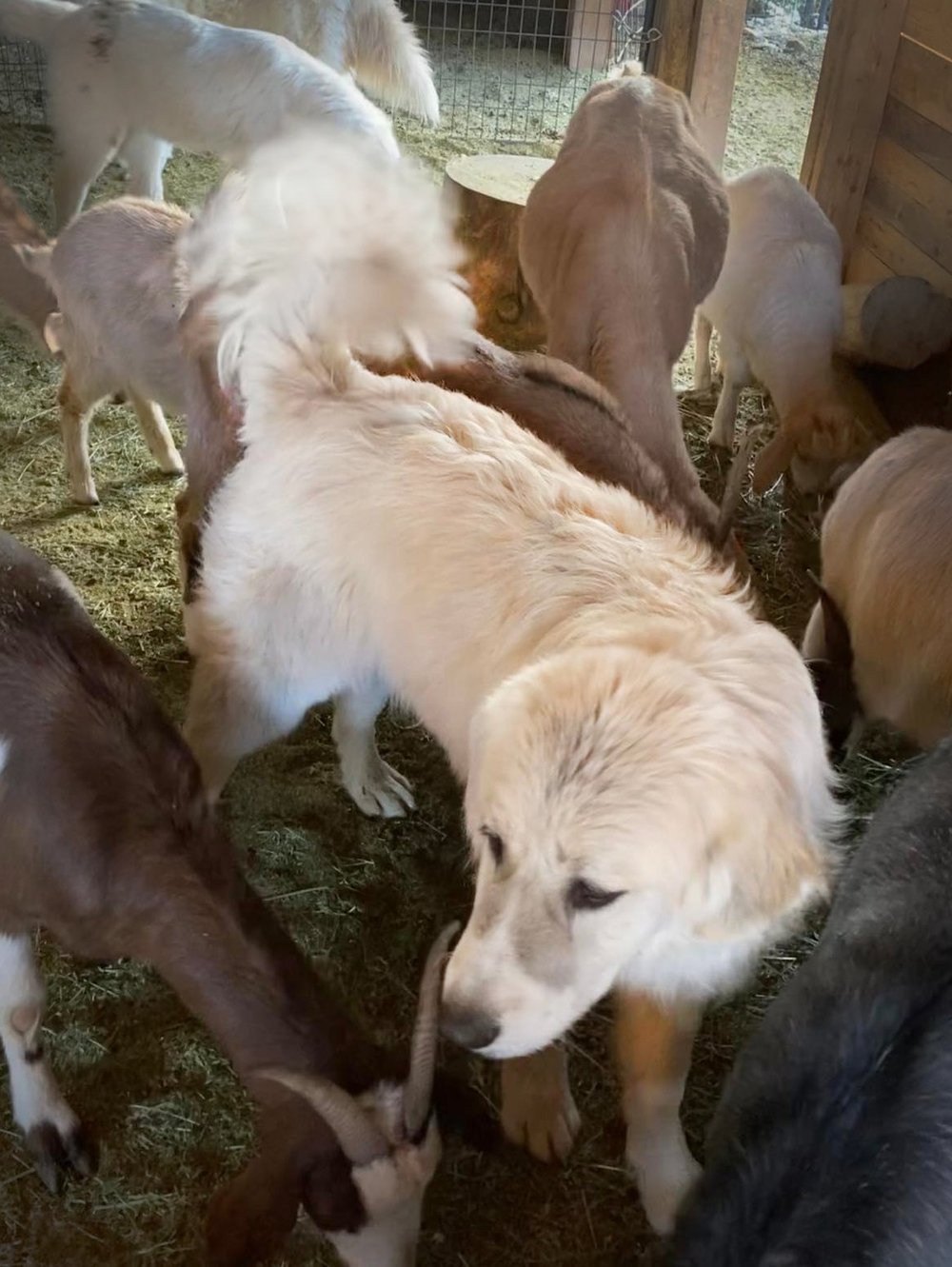 CMD Standing Studs — Colorado Mountain Dogs