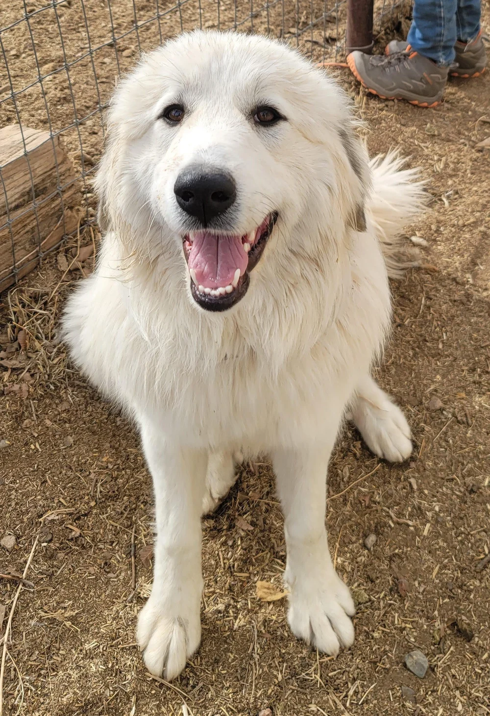 Available Adult Dogs — Colorado Mountain Dogs