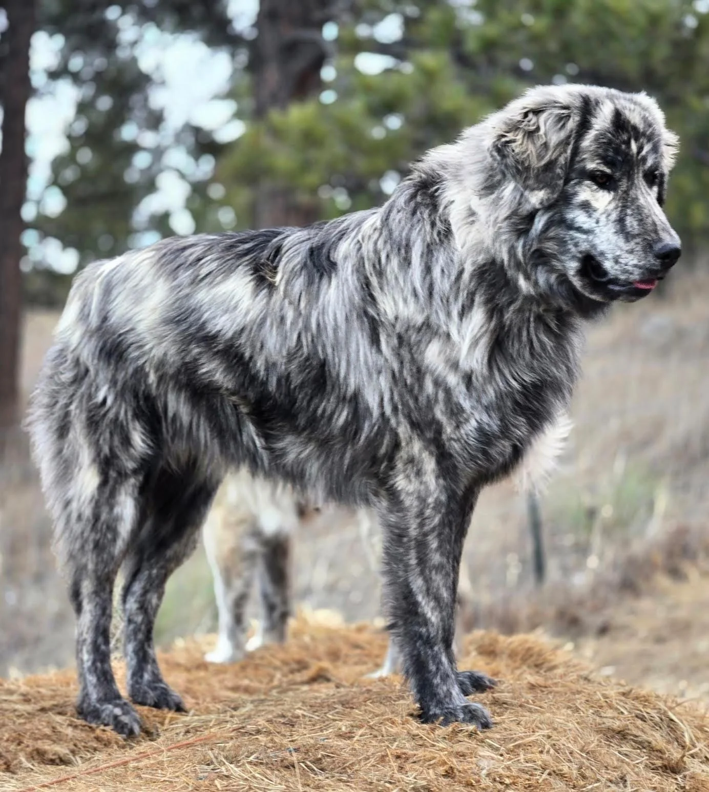 T23 — Colorado Mountain Dogs