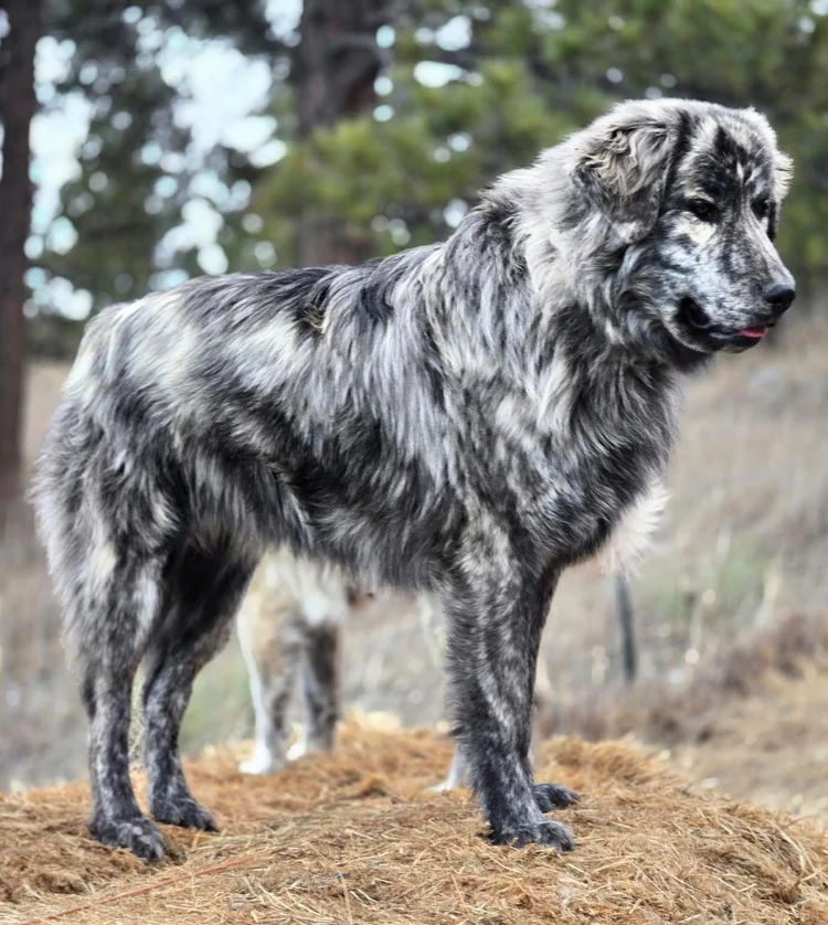 T23 — Colorado Mountain Dogs