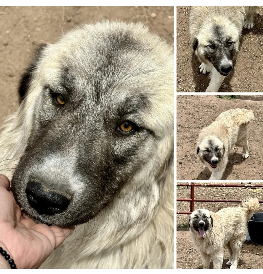 Available Adult Dogs — Colorado Mountain Dogs