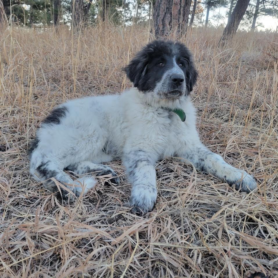 T23 — Colorado Mountain Dogs