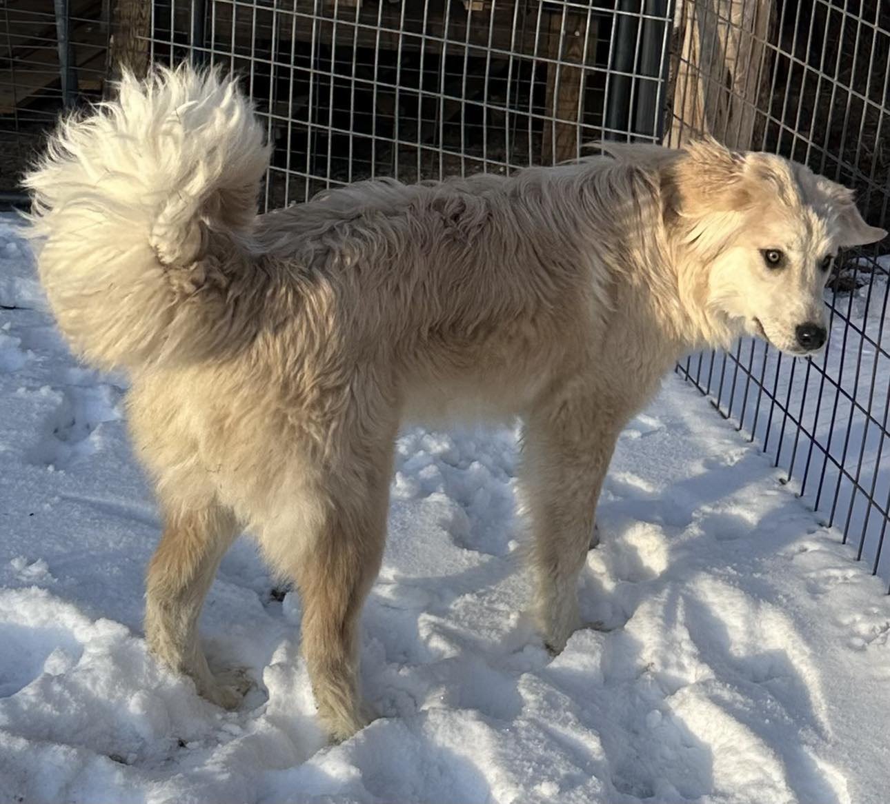 What is a Colorado Mountain Dog/Caspian Mountain Dog? — Colorado ...