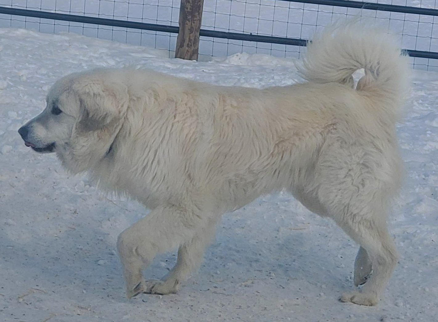 Breeding Dog Gallery — Colorado Mountain Dogs