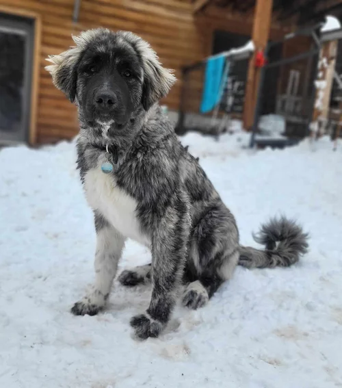 What is a Colorado Mountain Dog/Caspian Mountain Dog? — Colorado ...