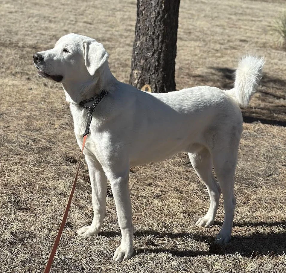 Breeding Dog Gallery — Colorado Mountain Dogs