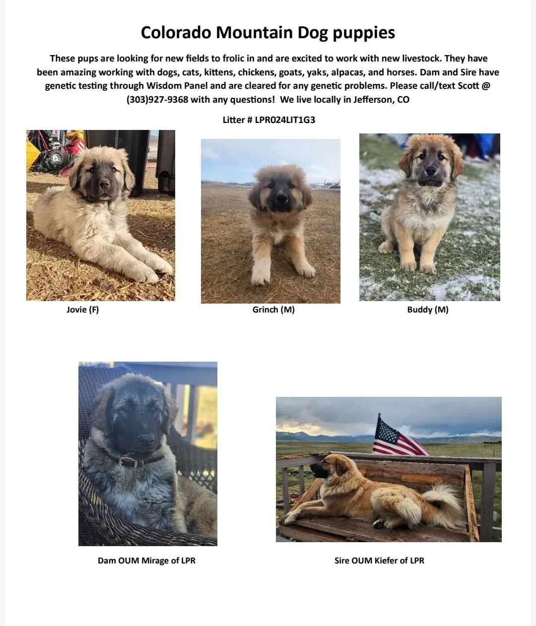 Available Pups — Colorado Mountain Dogs
